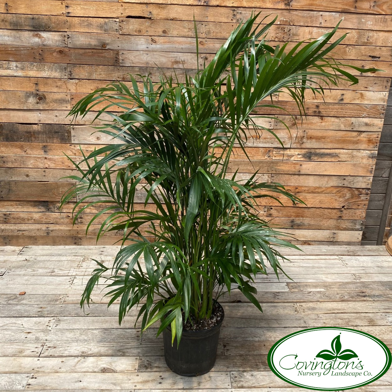 PALM cat – Covingtons