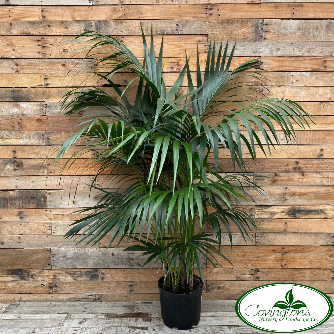 PALM kentia – Covingtons