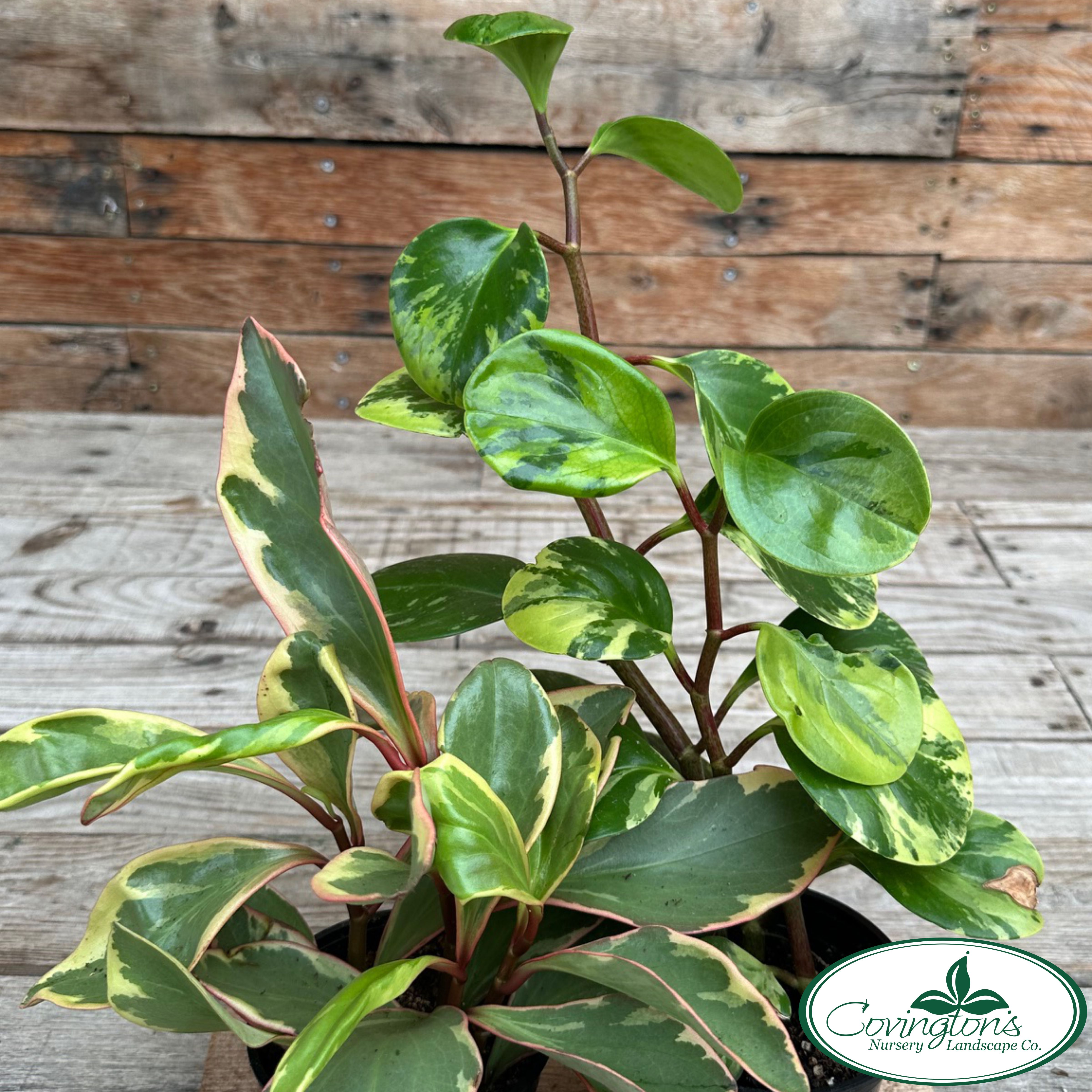 PEPEROMIA assorted – Covingtons