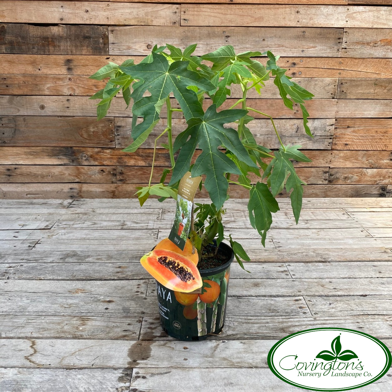 PAPAYA red lady – Covingtons