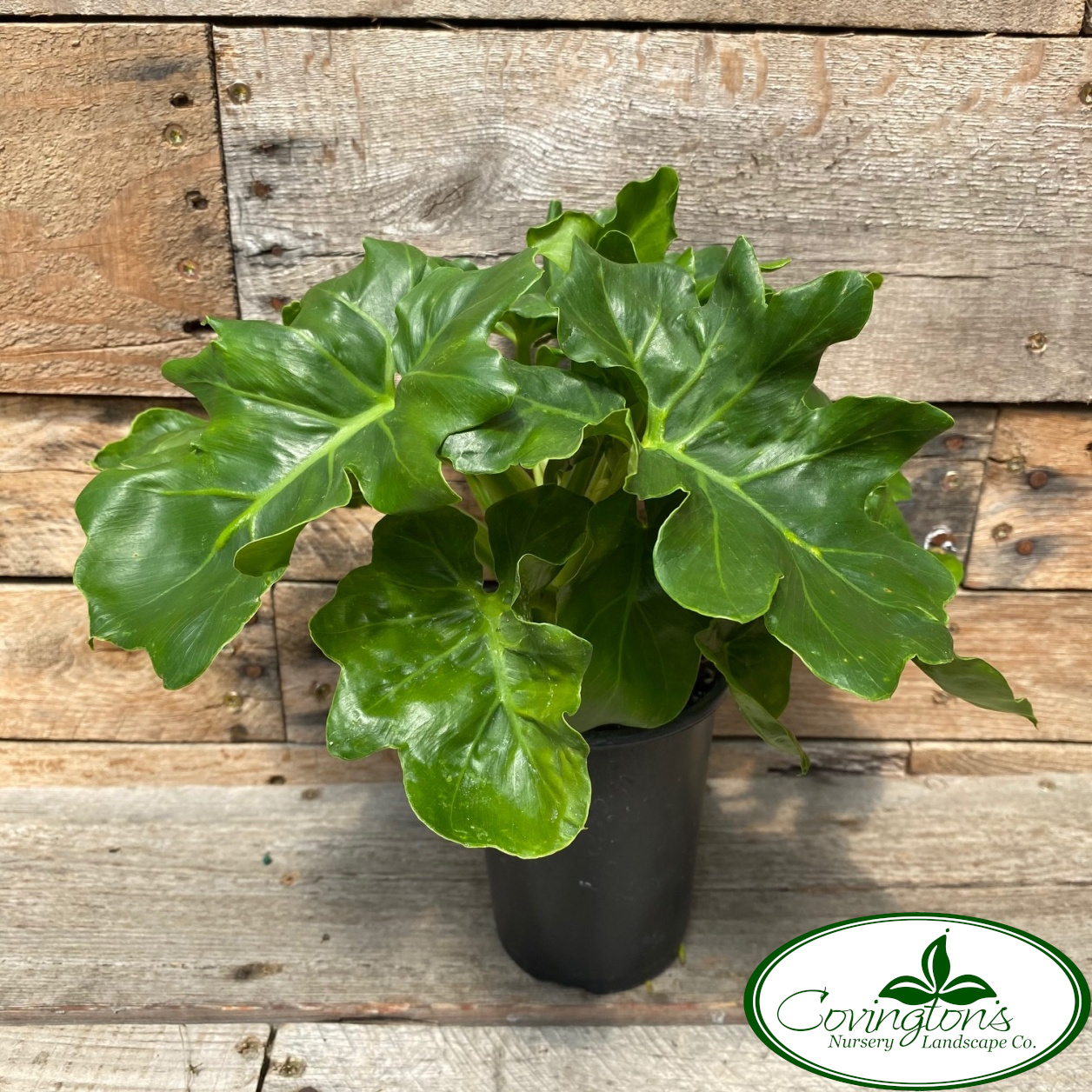 PHILODENDRON atom – Covingtons