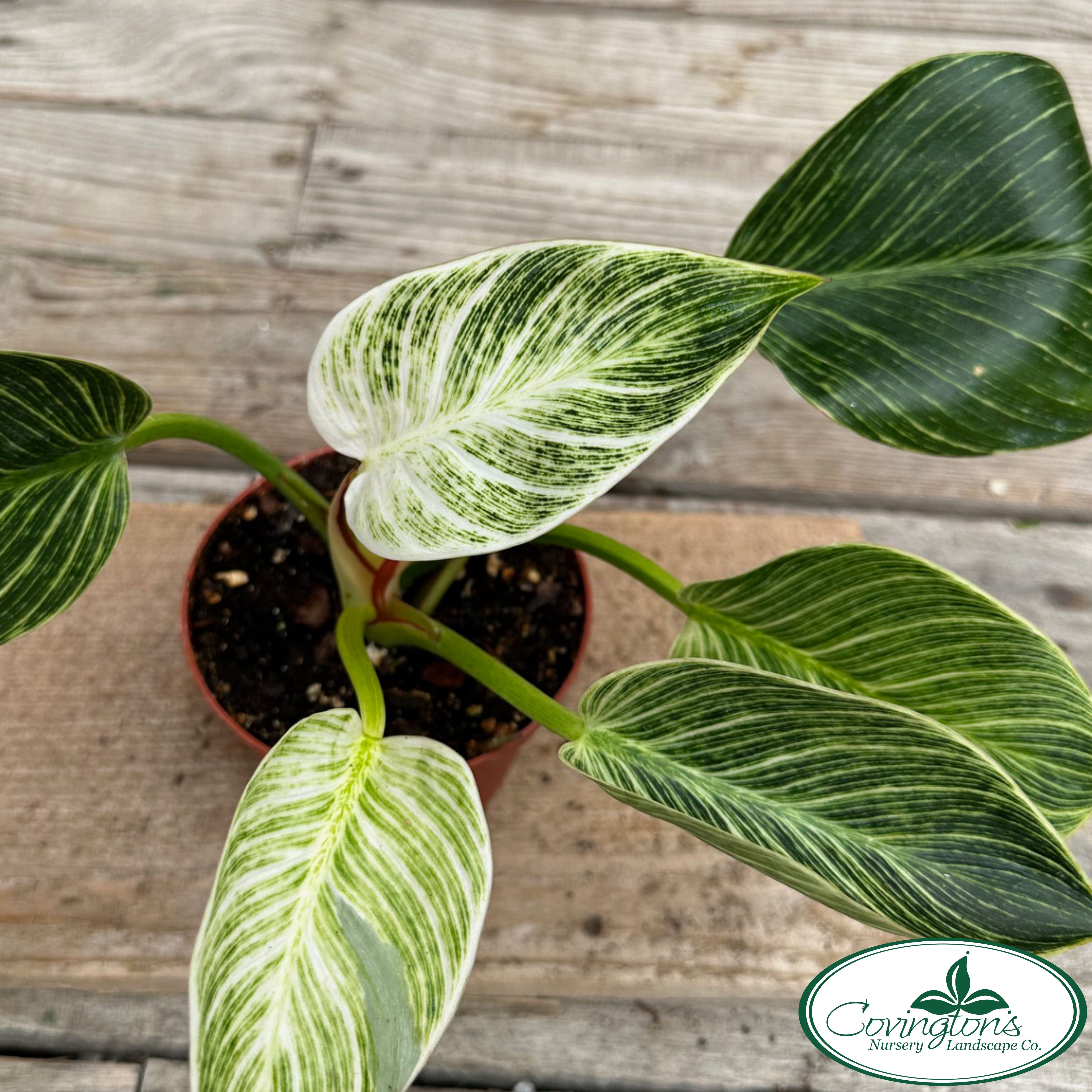 PHILODENDRON birkin – Covingtons