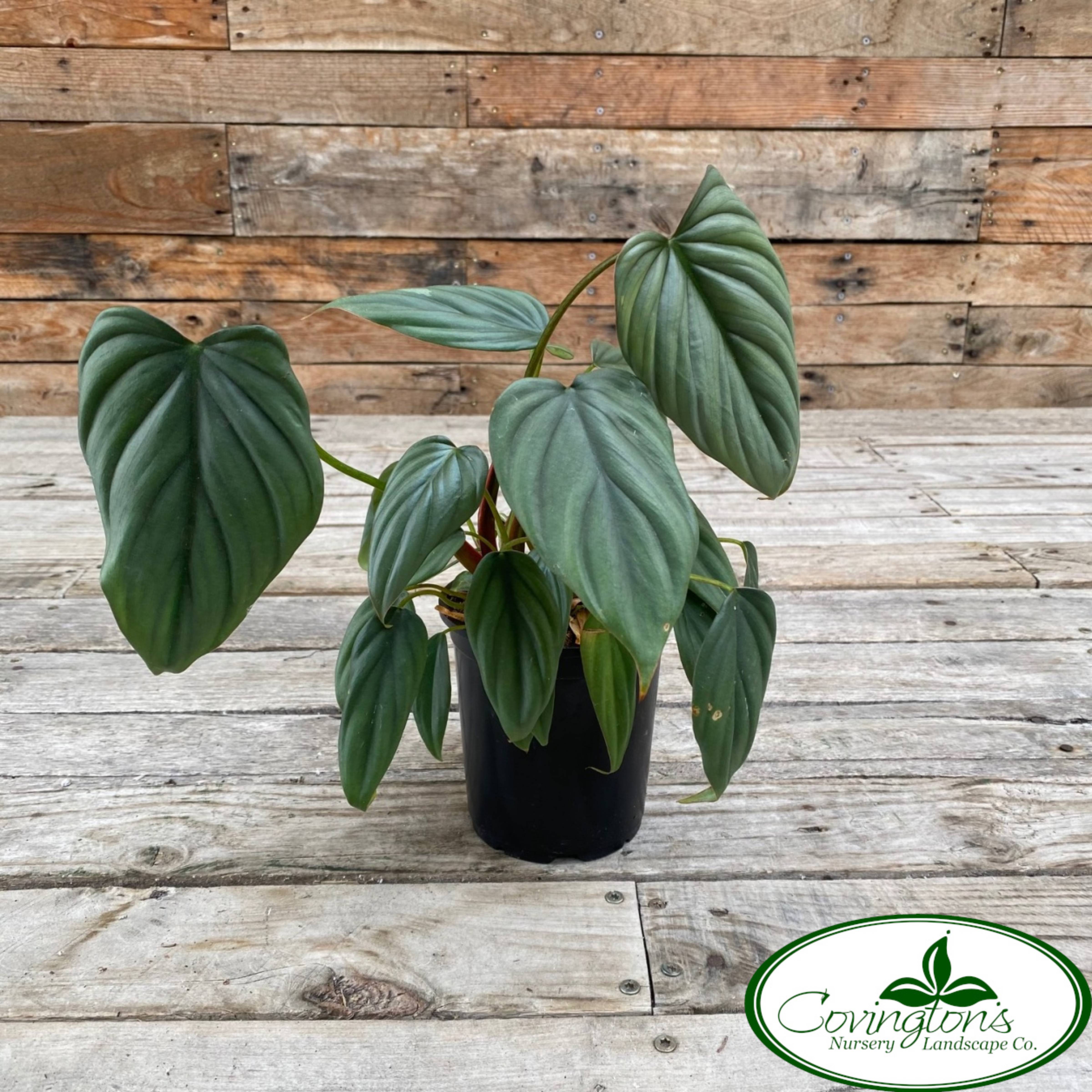 Philodendron Bipennifolium Columbia