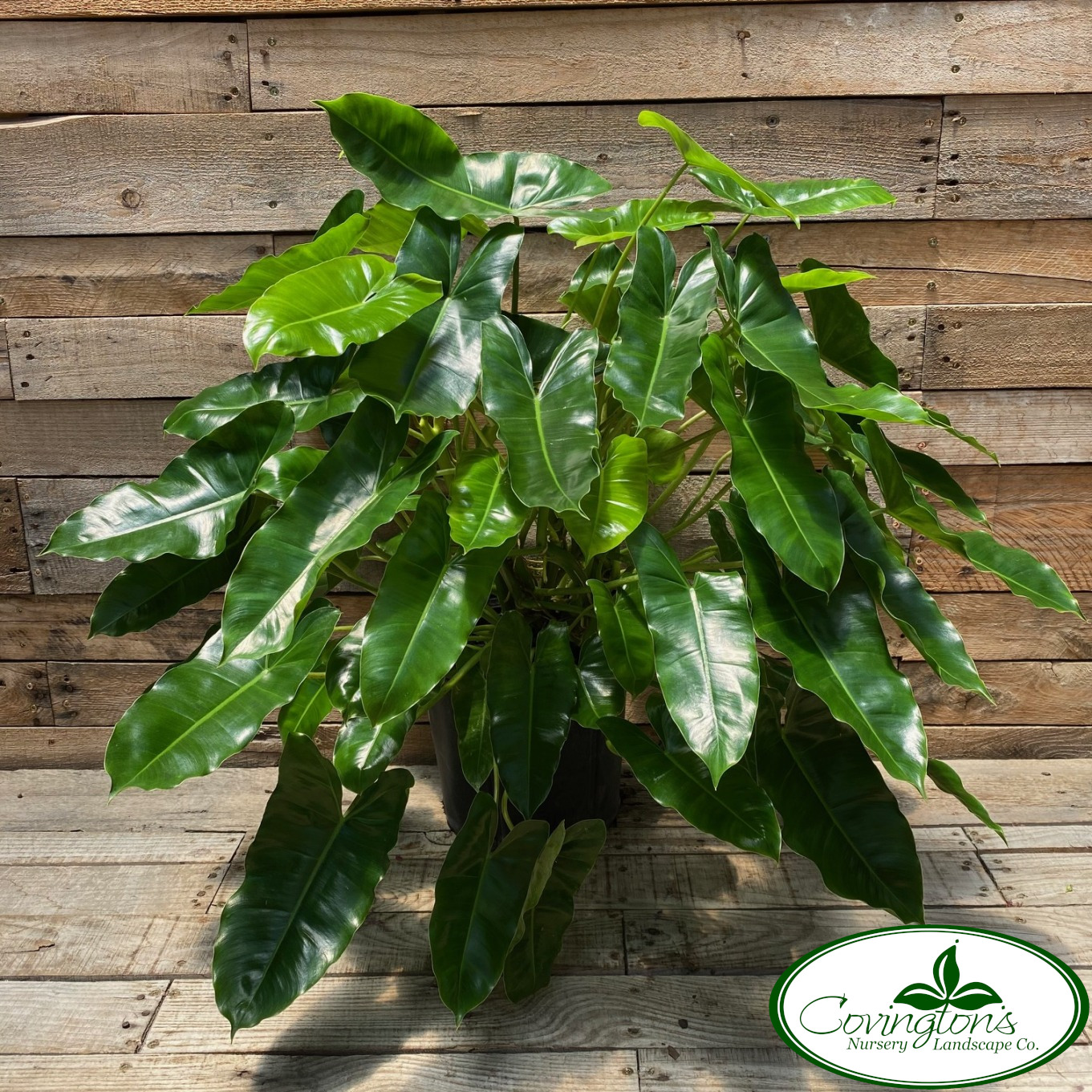 PHILODENDRON burle marx – Covingtons
