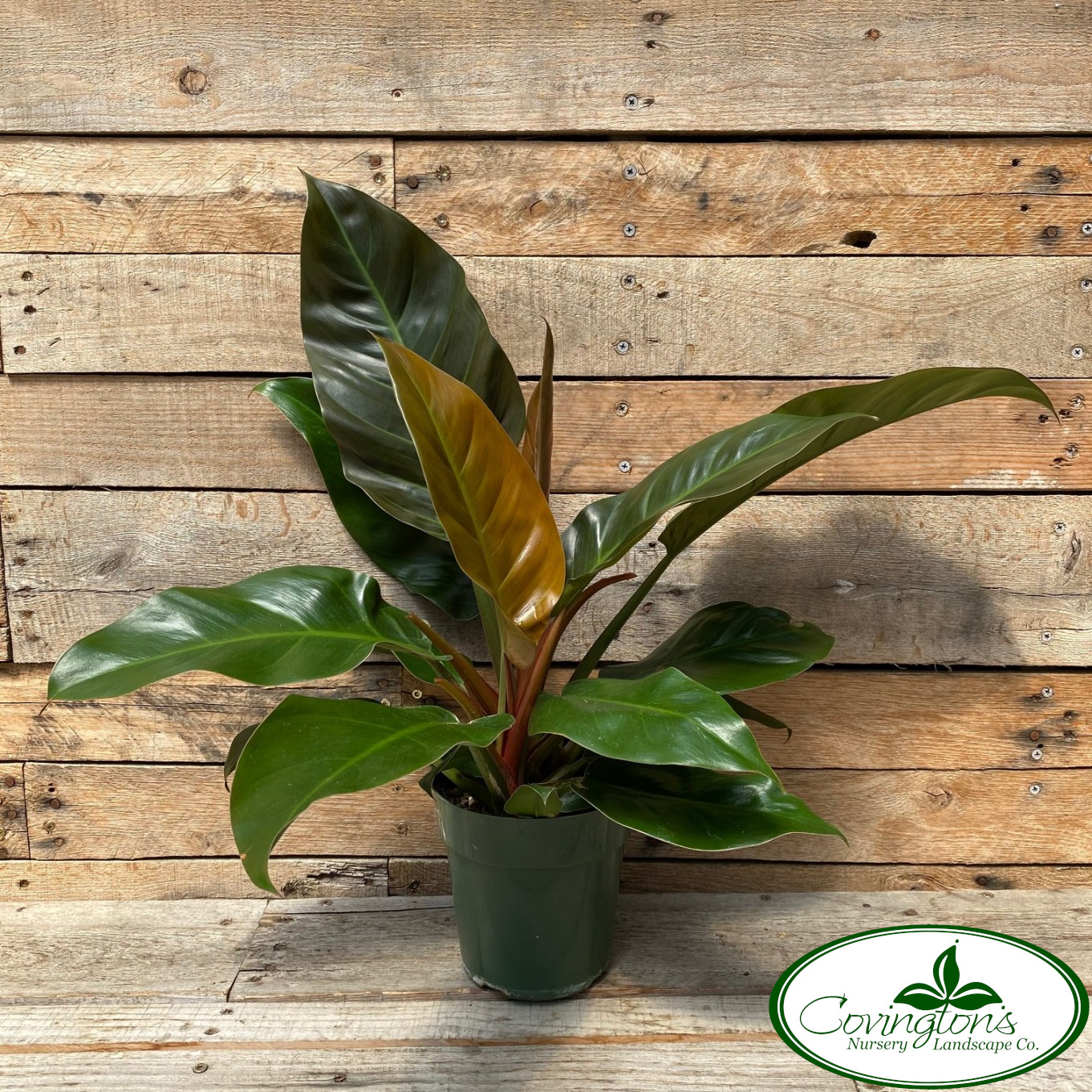 PHILODENDRON congo rojo – Covingtons