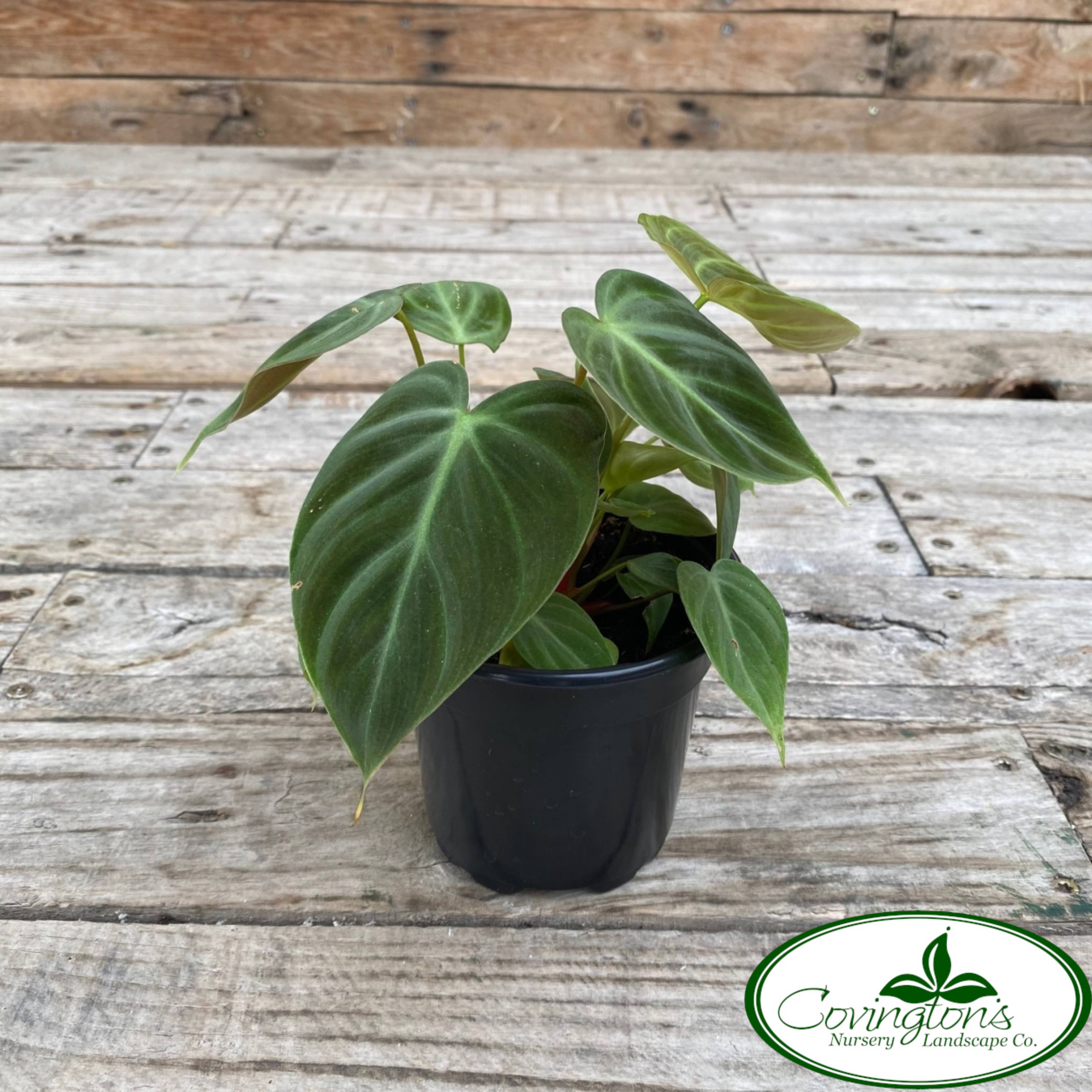 PHILODENDRON el choco red – Covingtons