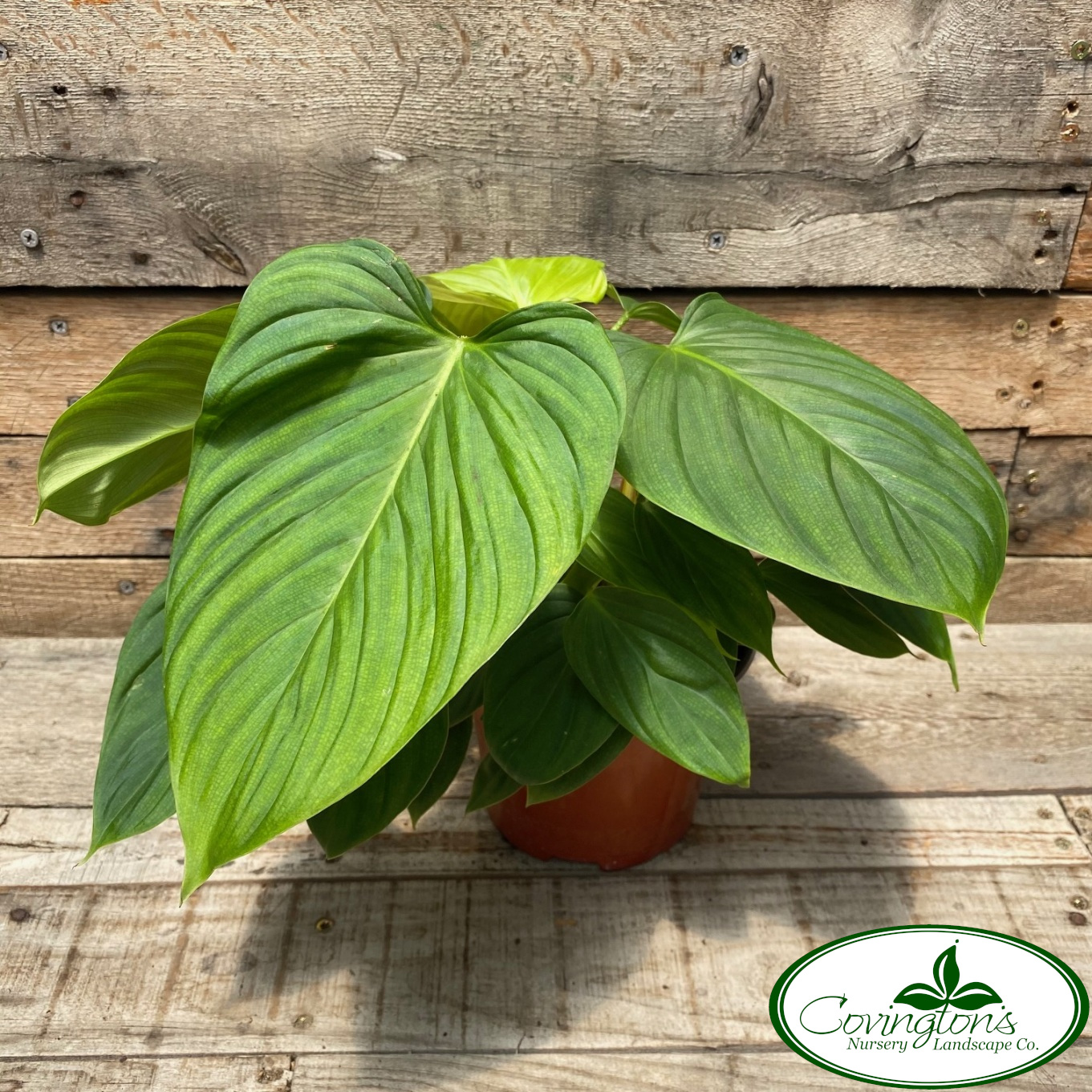 PHILODENDRON fuzzy petiole – Covingtons