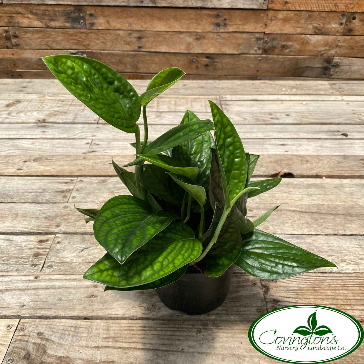 PHILODENDRON green galaxy – Covingtons