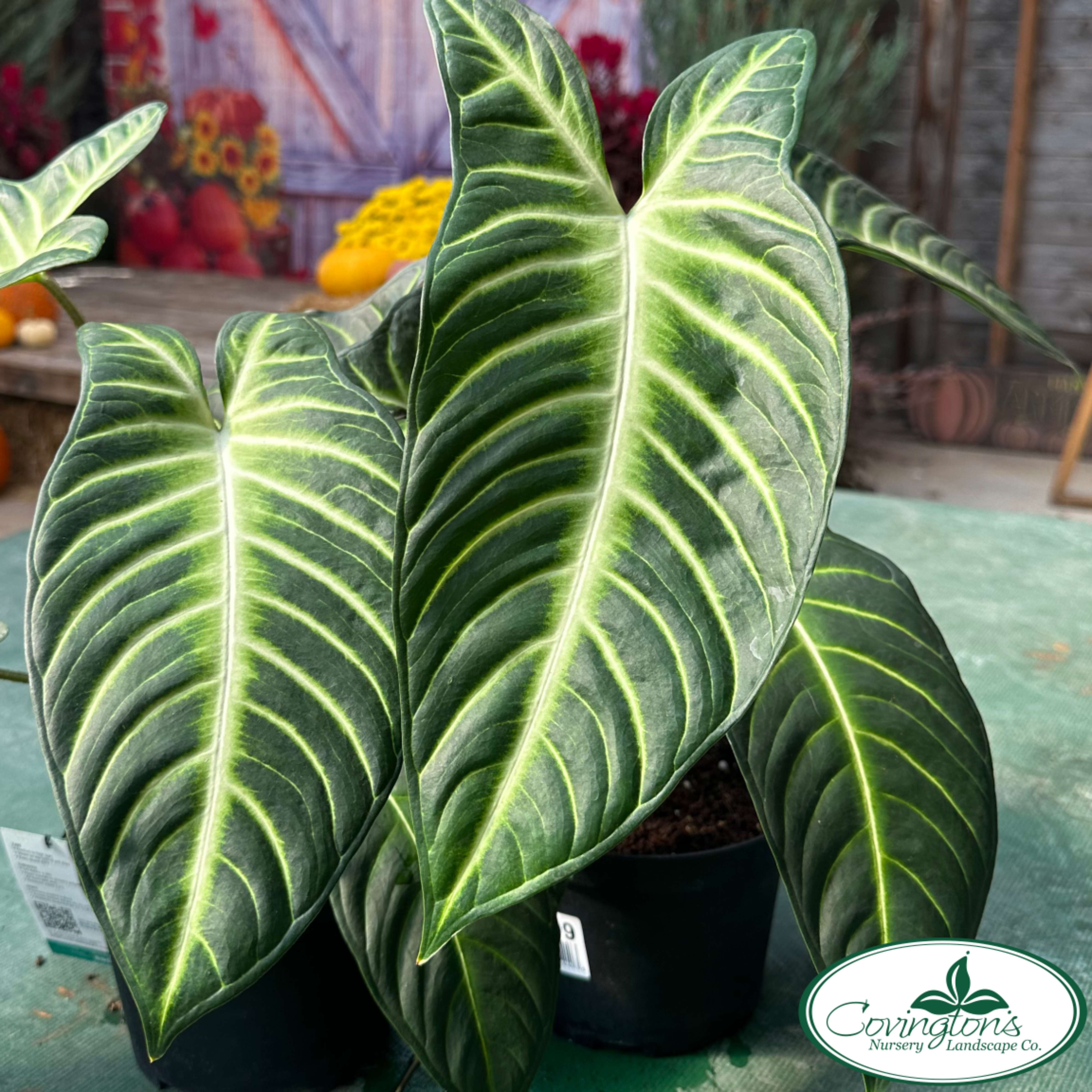 PHYLLOTAENIUM ‘Magnificum’ – Covingtons