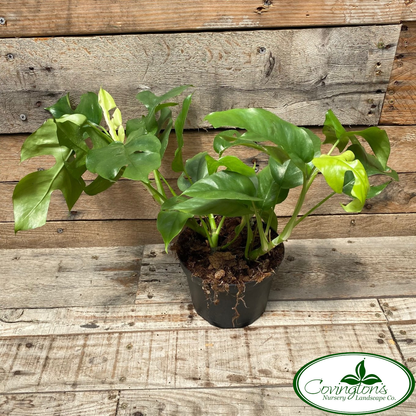 PHILODENDRON minima – Covingtons