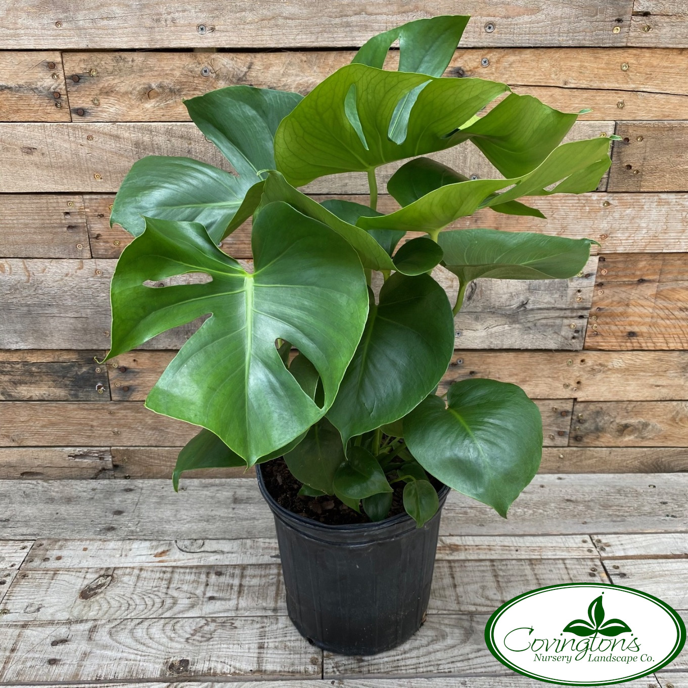 PHILODENDRON monstera – Covingtons