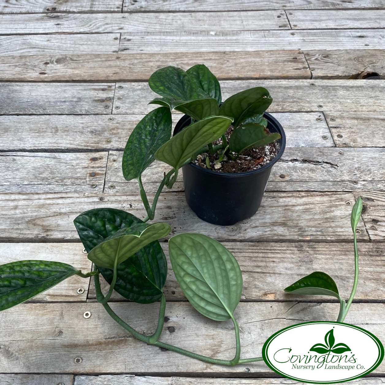 PHILODENDRON monstera peru – Covingtons