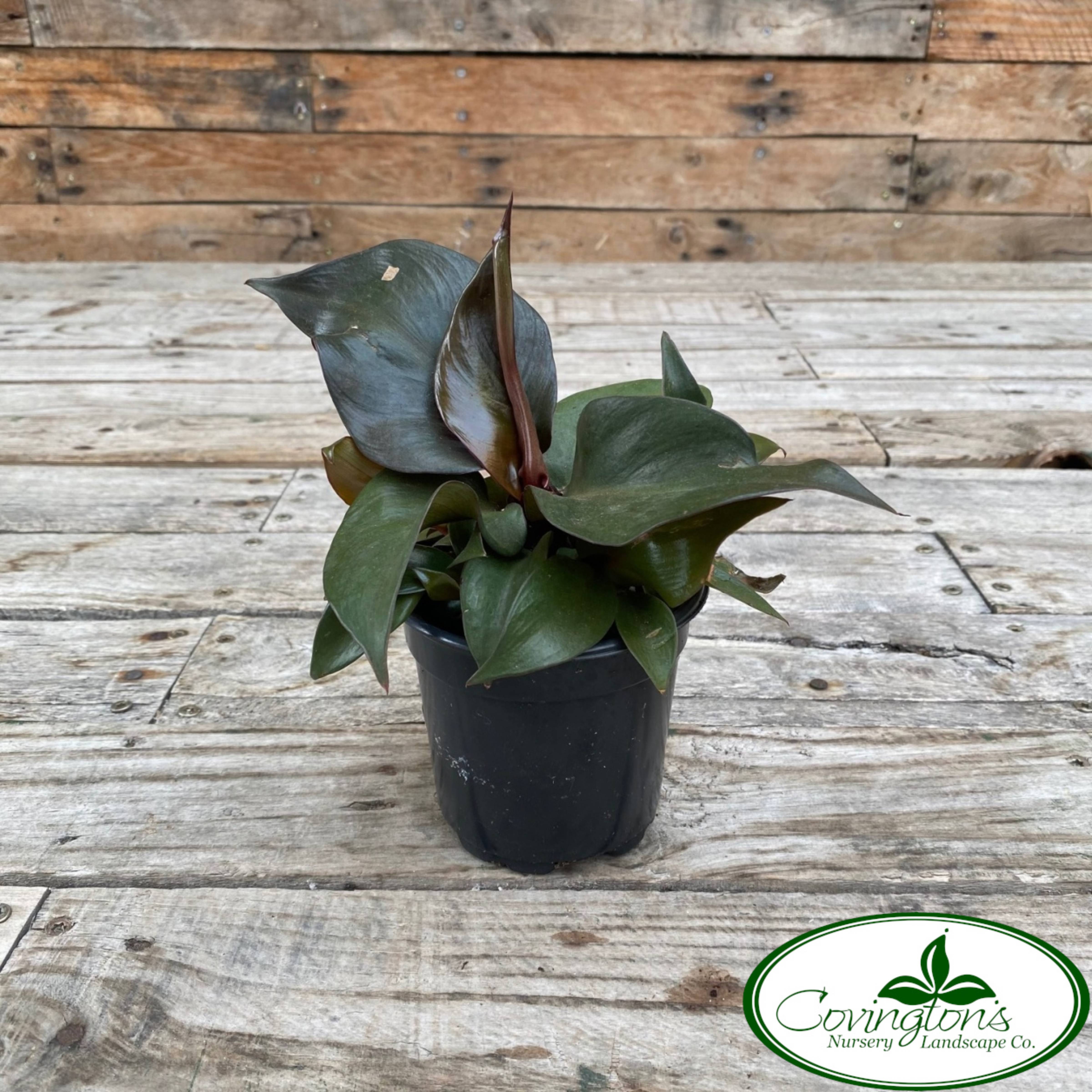 PHILODENDRON red heart – Covingtons