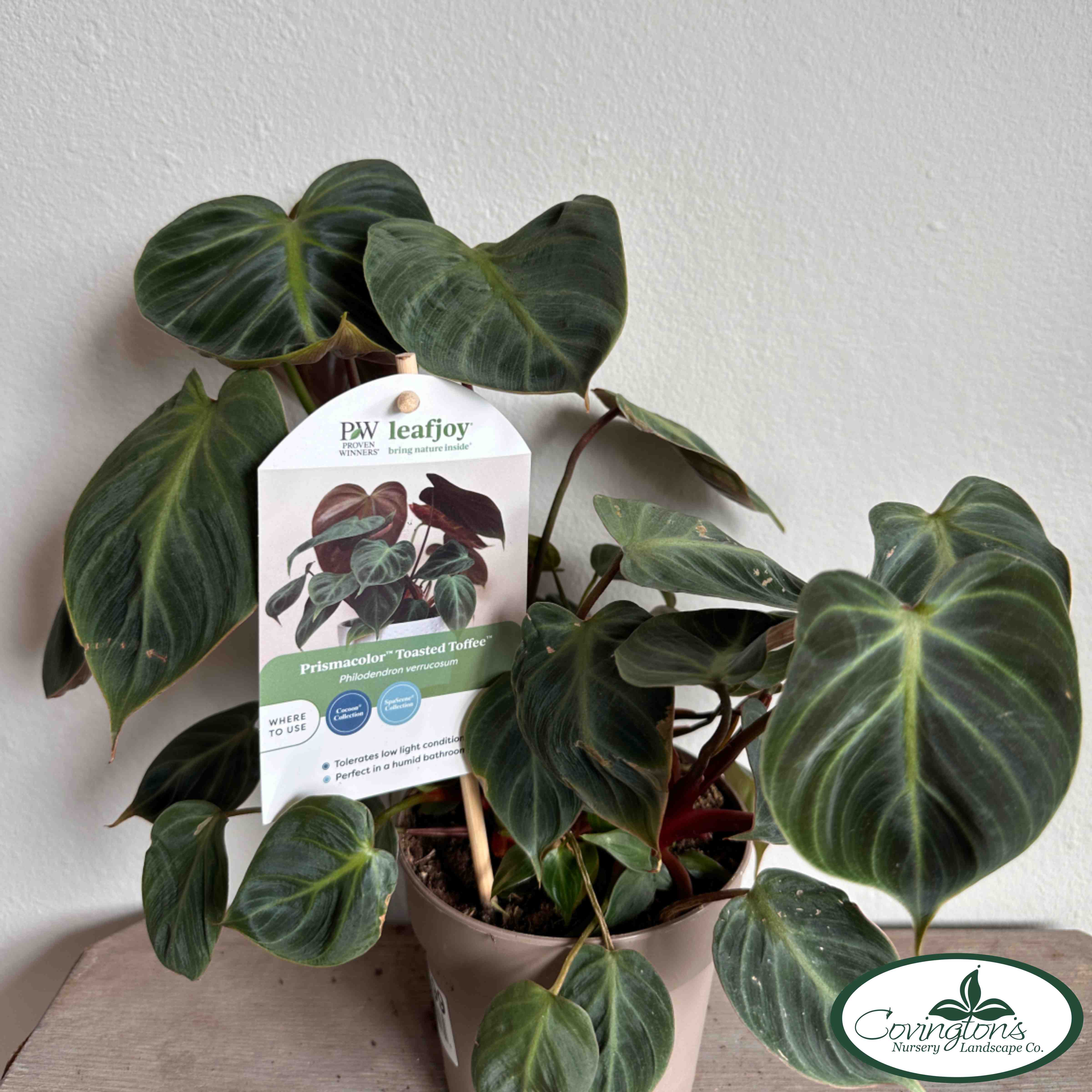 PHILODENDRON Toasted Toffee™ – Covingtons