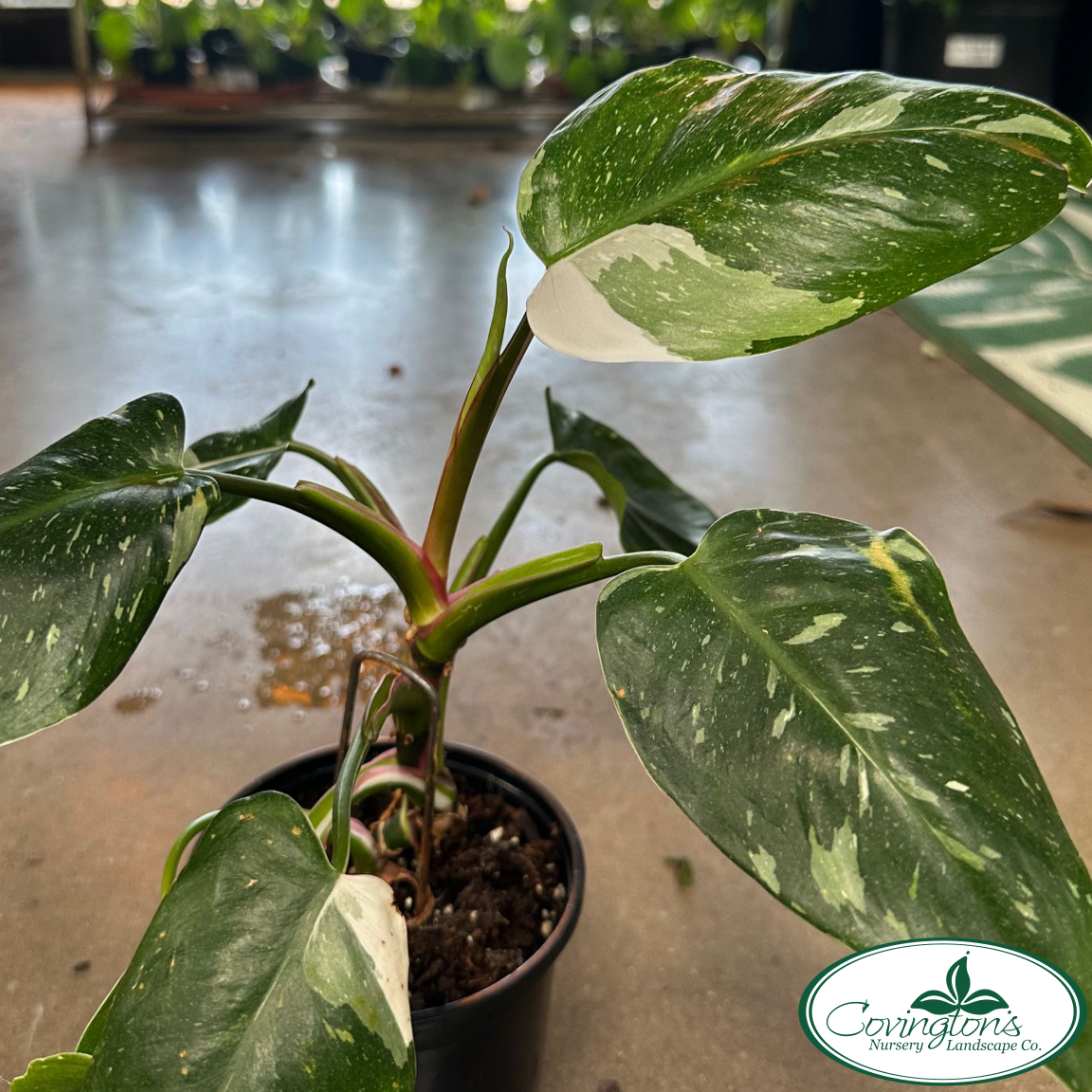 PHILODENDRON white princess – Covingtons
