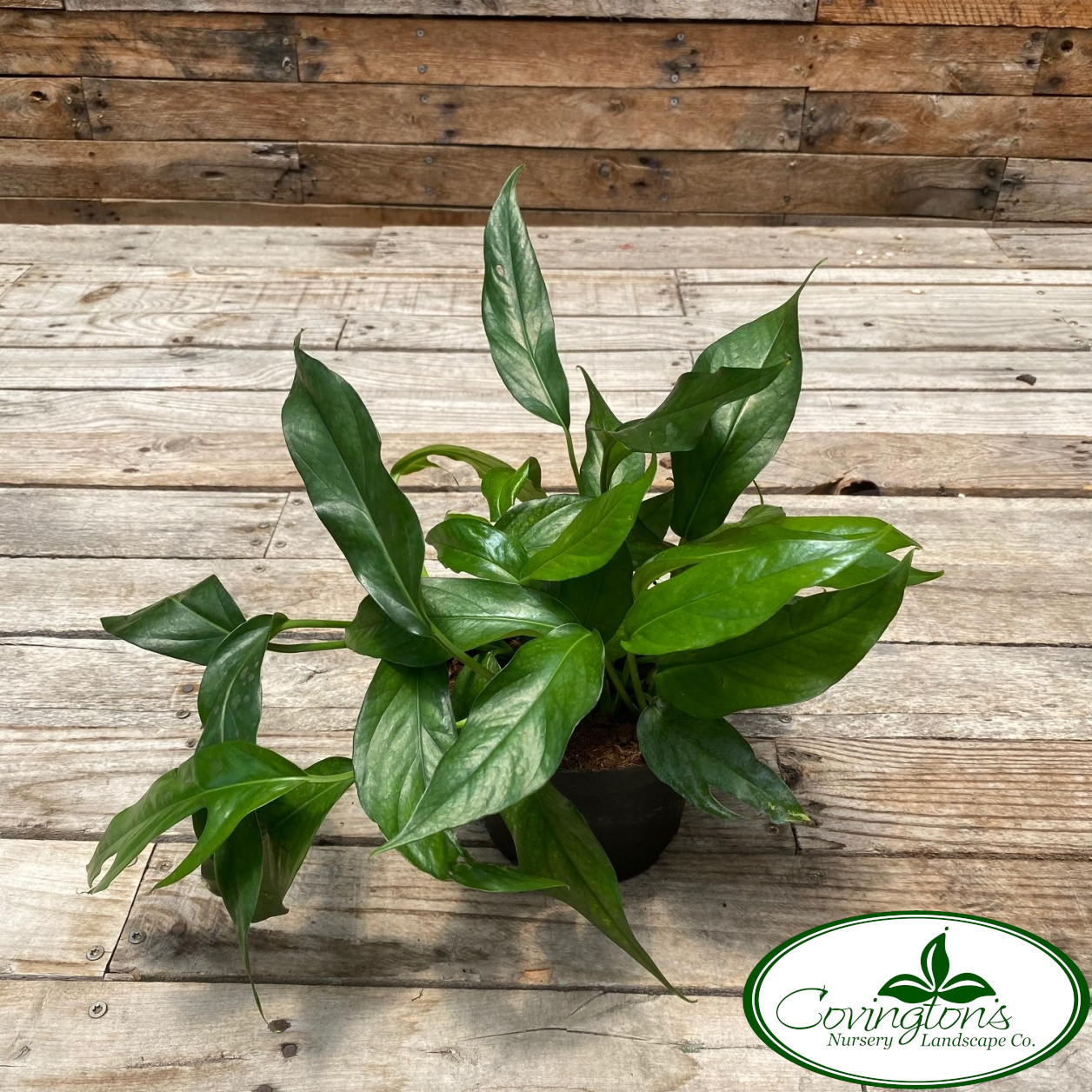 POTHOS baltic blue – Covingtons