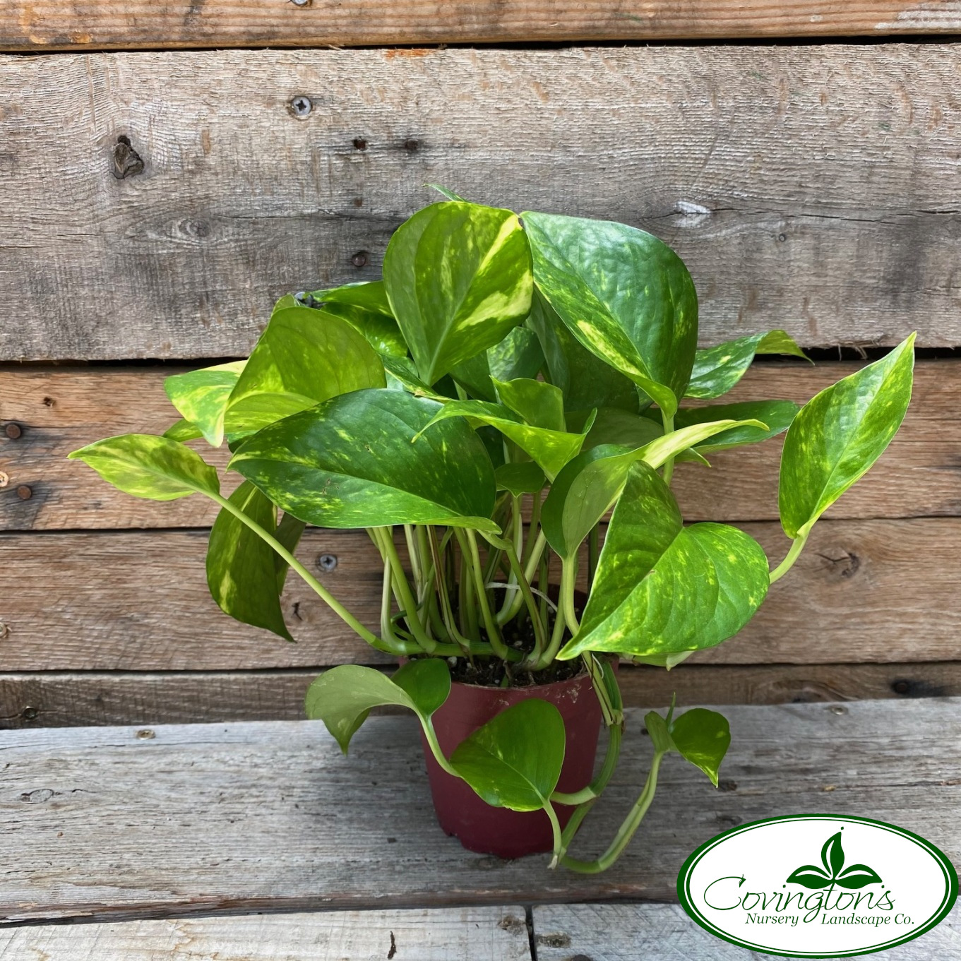 POTHOS golden – Covingtons