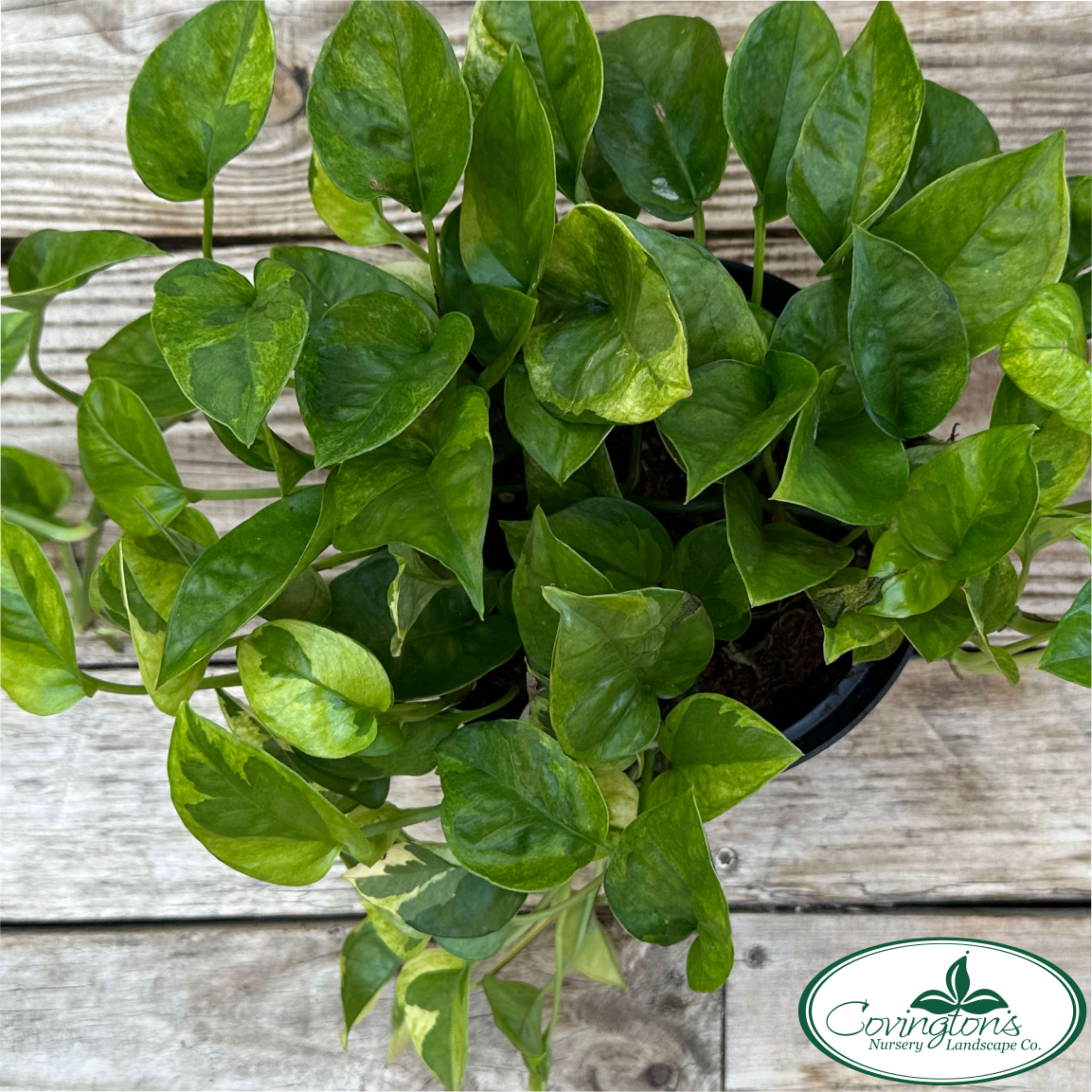 POTHOS lemon meringue – Covingtons