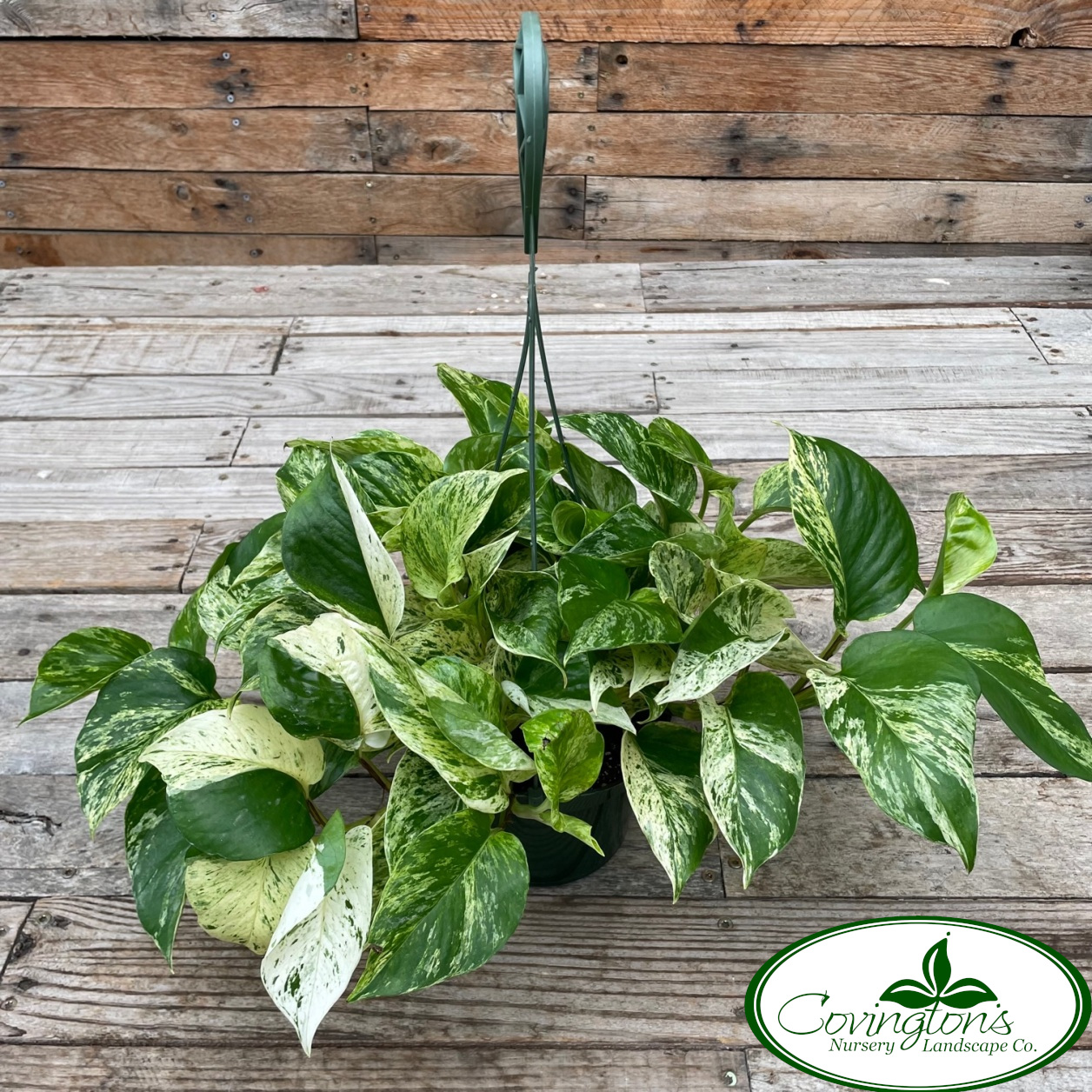 POTHOS marble queen – Covingtons