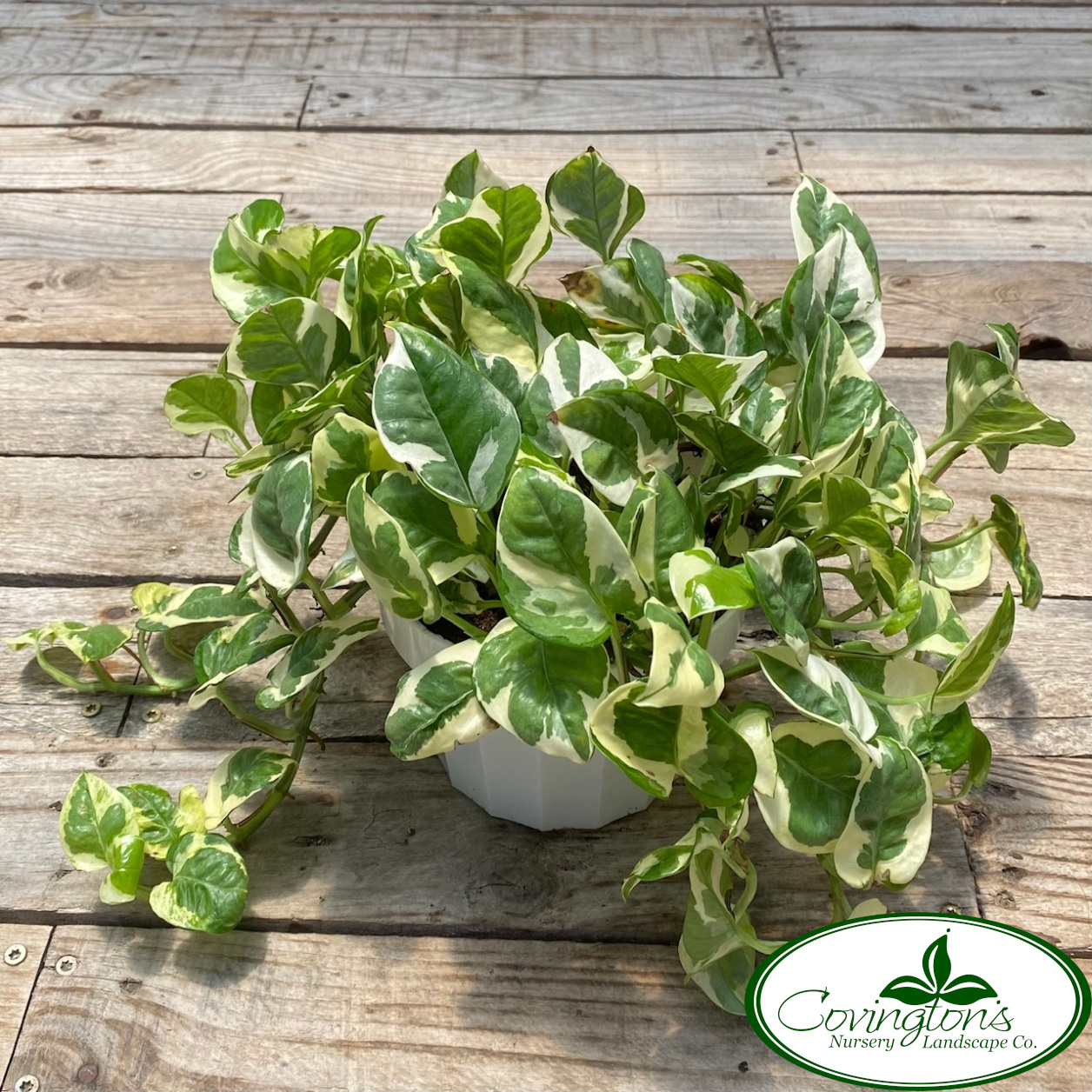 POTHOS n’ joy – Covingtons