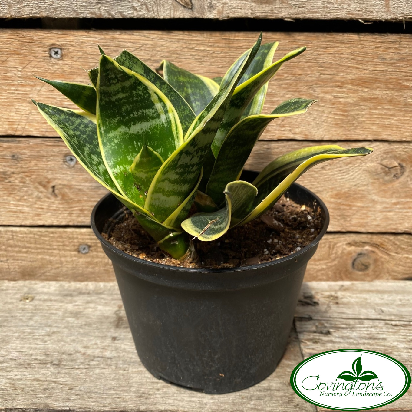 SANSEVIERIA golden hahnii – Covingtons