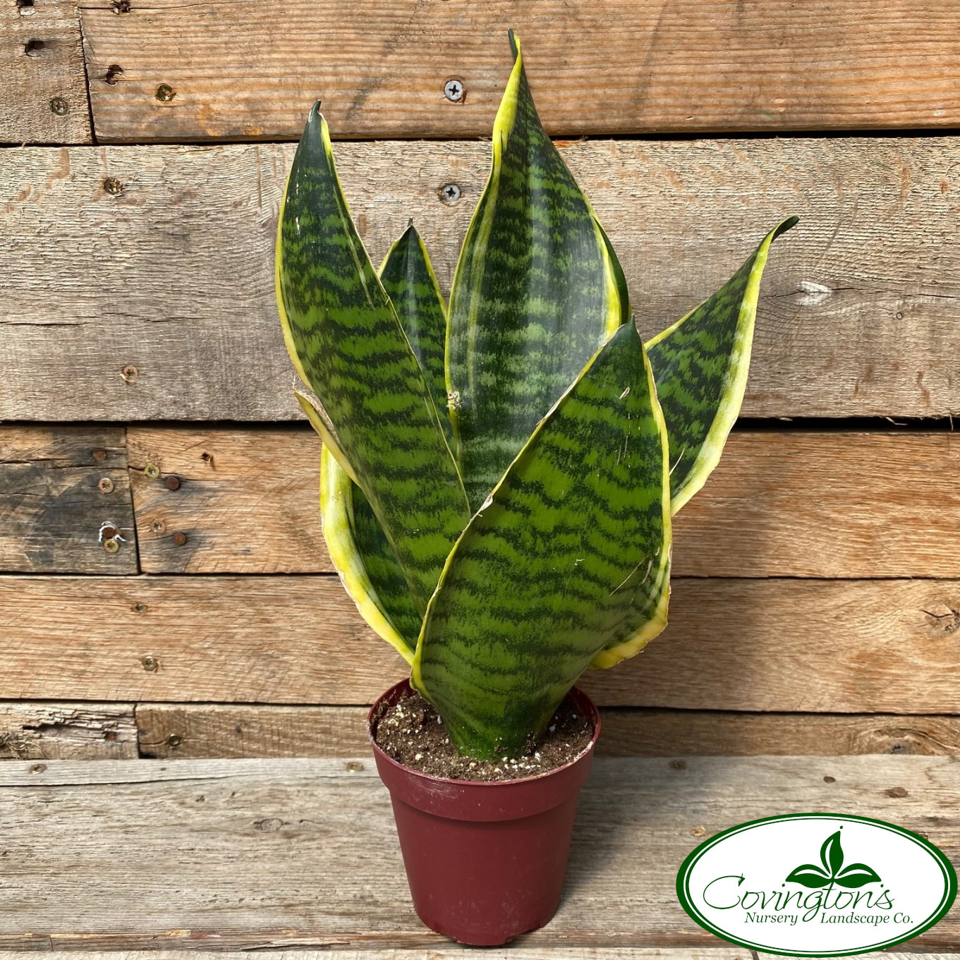 SANSEVIERIA superba – Covingtons