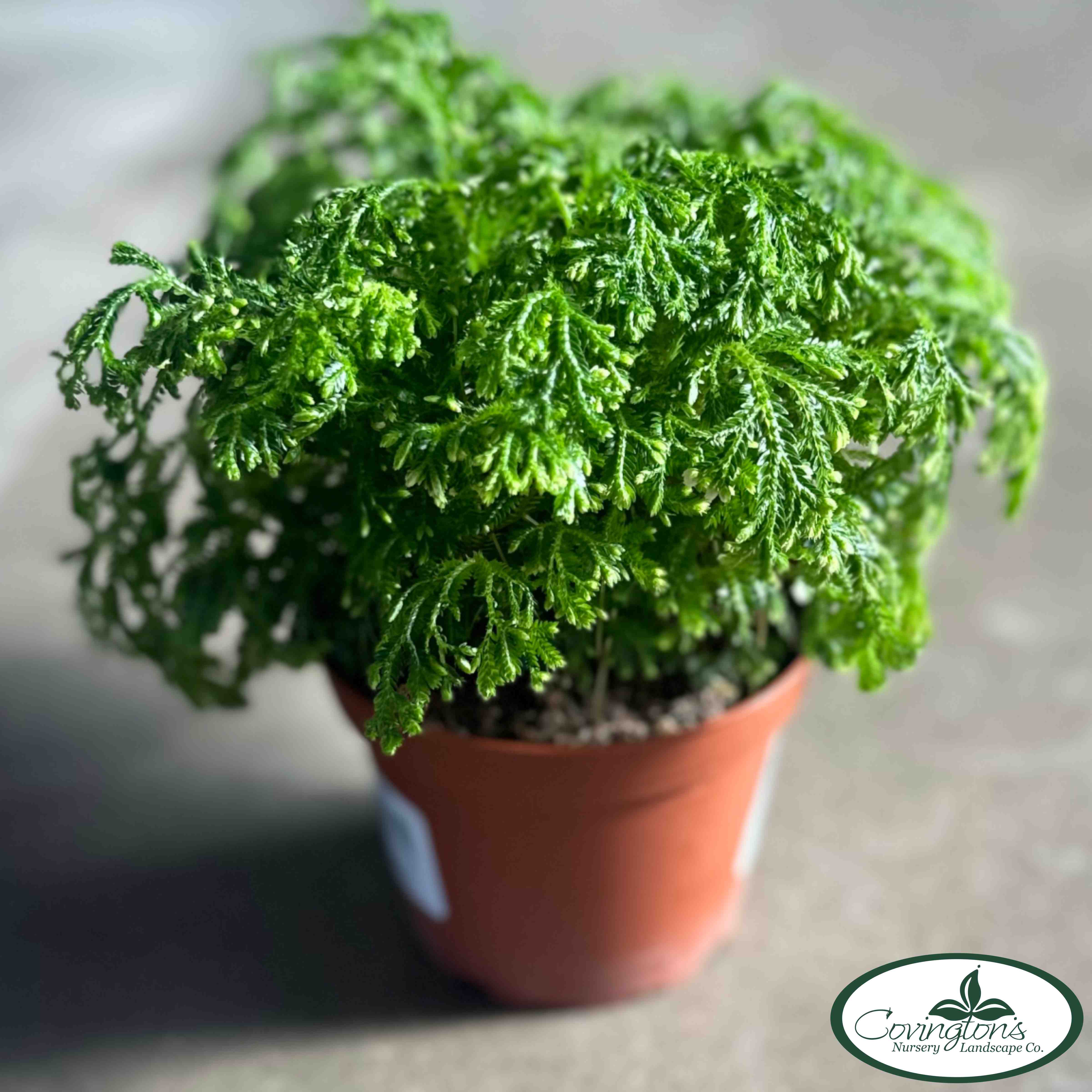 SPIKE MOSS – Covingtons