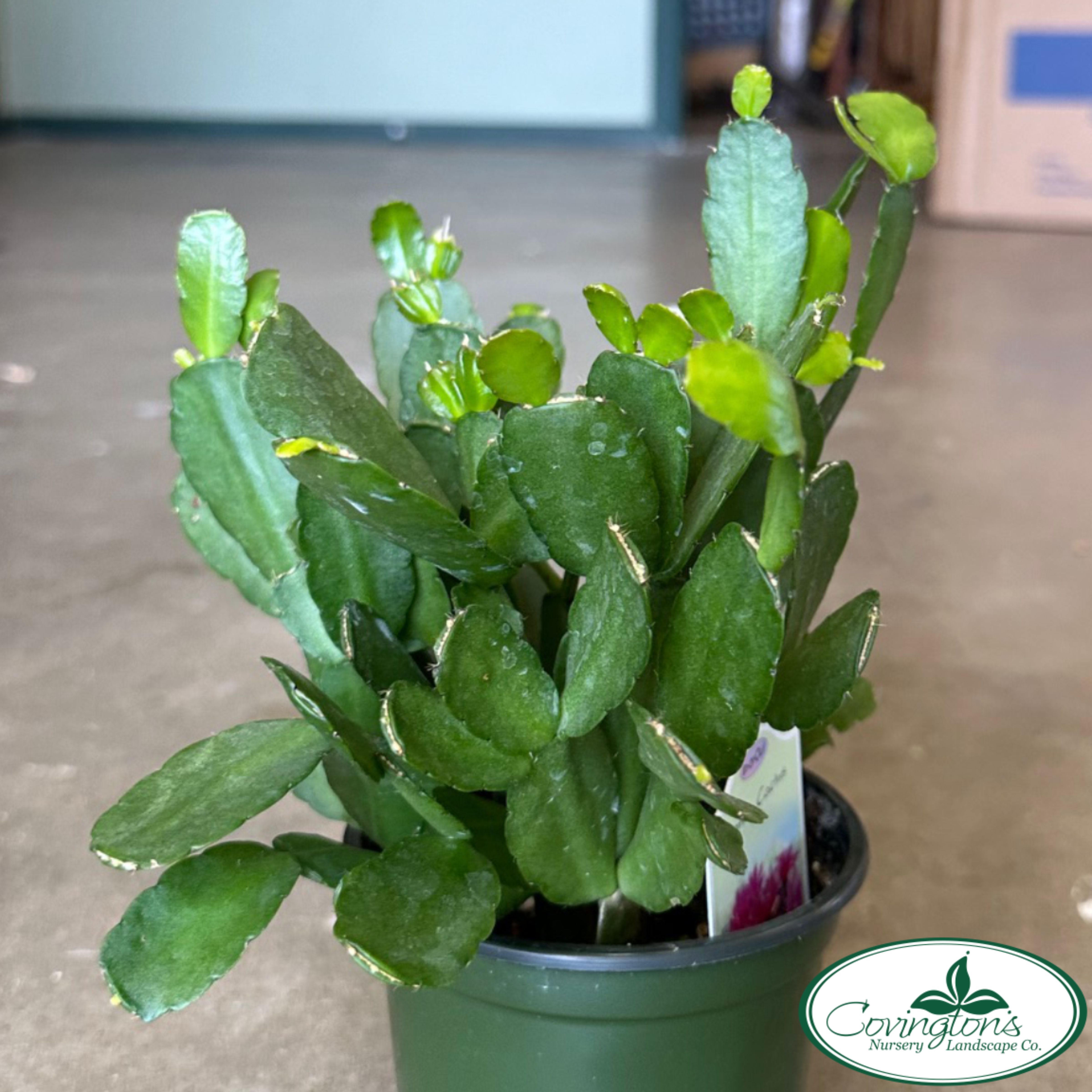 SPRING CACTUS – Covingtons