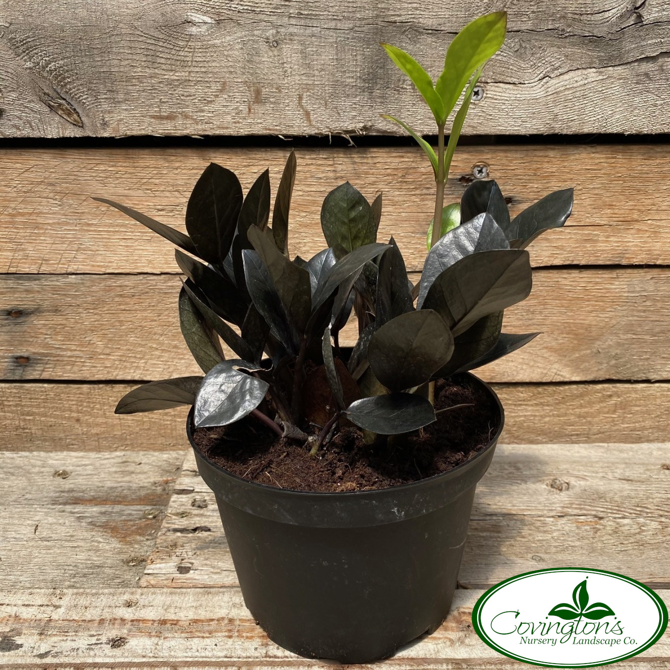 ZZ PLANT raven – Covingtons