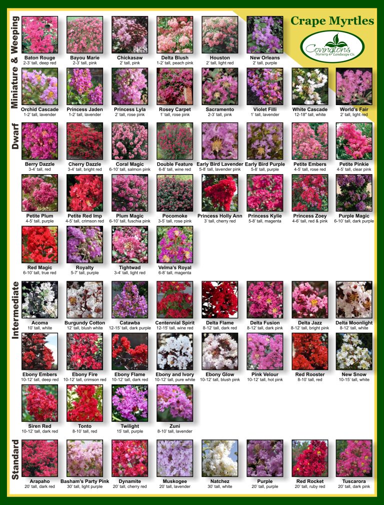 Crape Myrtle Varieties – Covingtons
