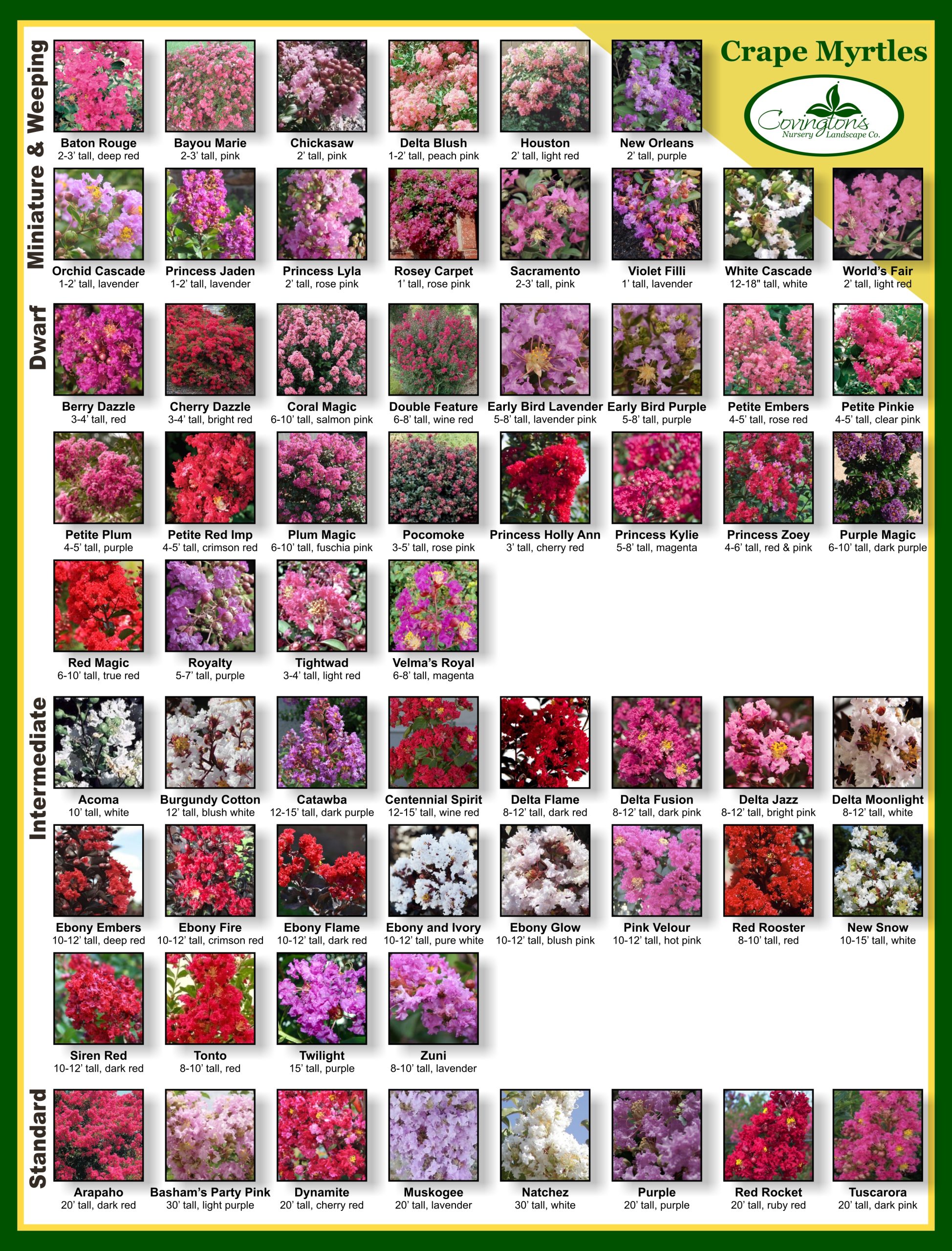 Crape Myrtle Varieties – Covingtons