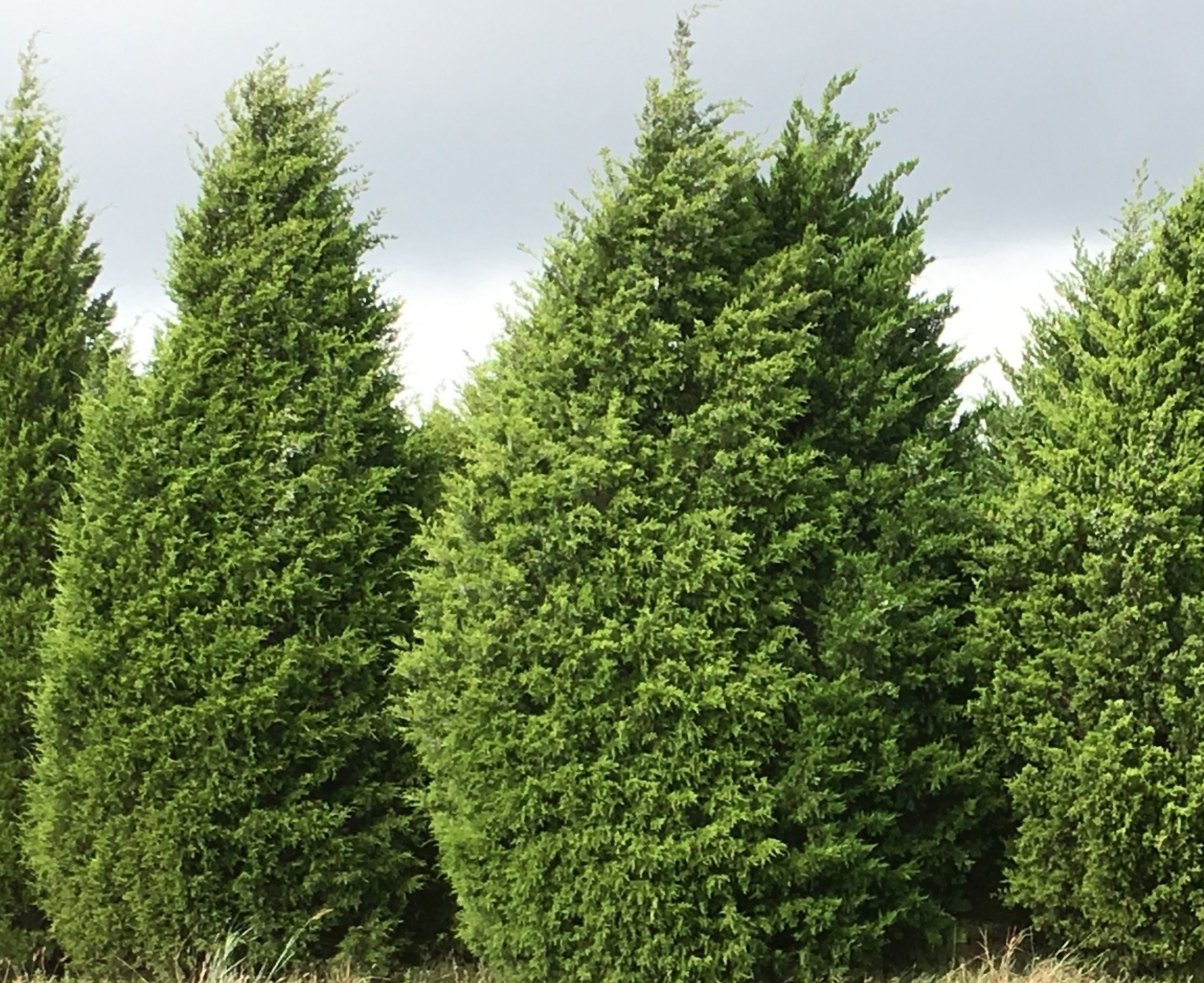 Plant of the Week – Eastern Red Cedar - Covingtons