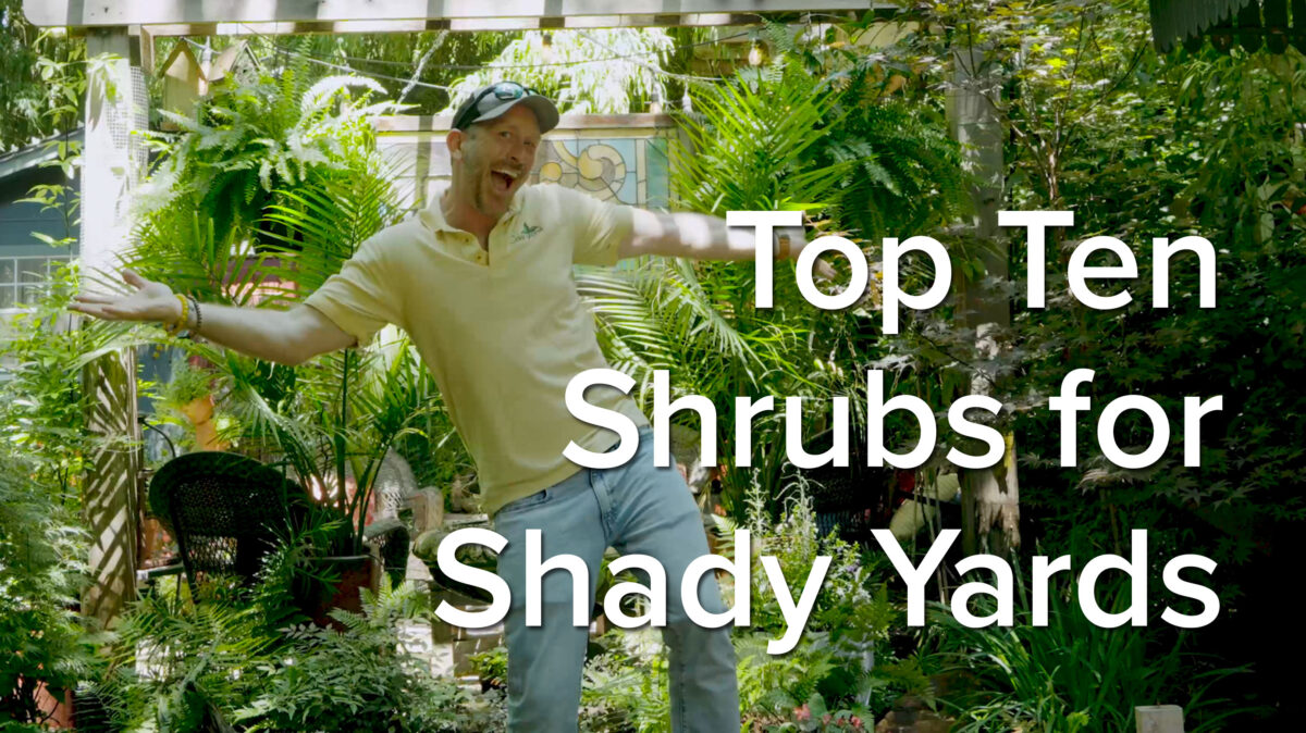 WATCH – Covingtons