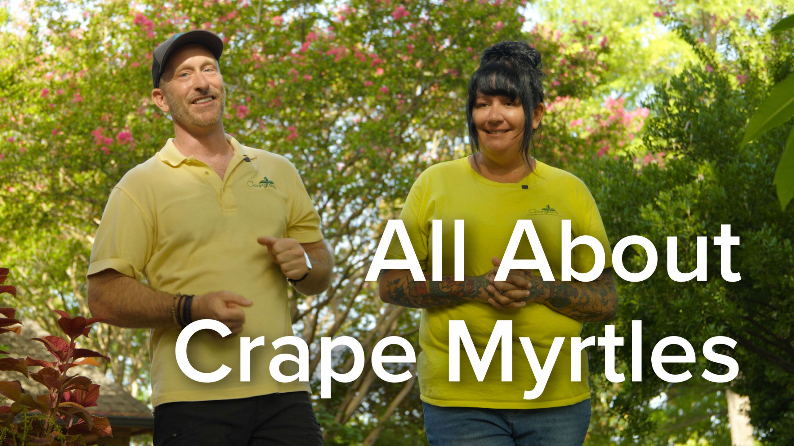 All About Crape Myrtles – Covingtons