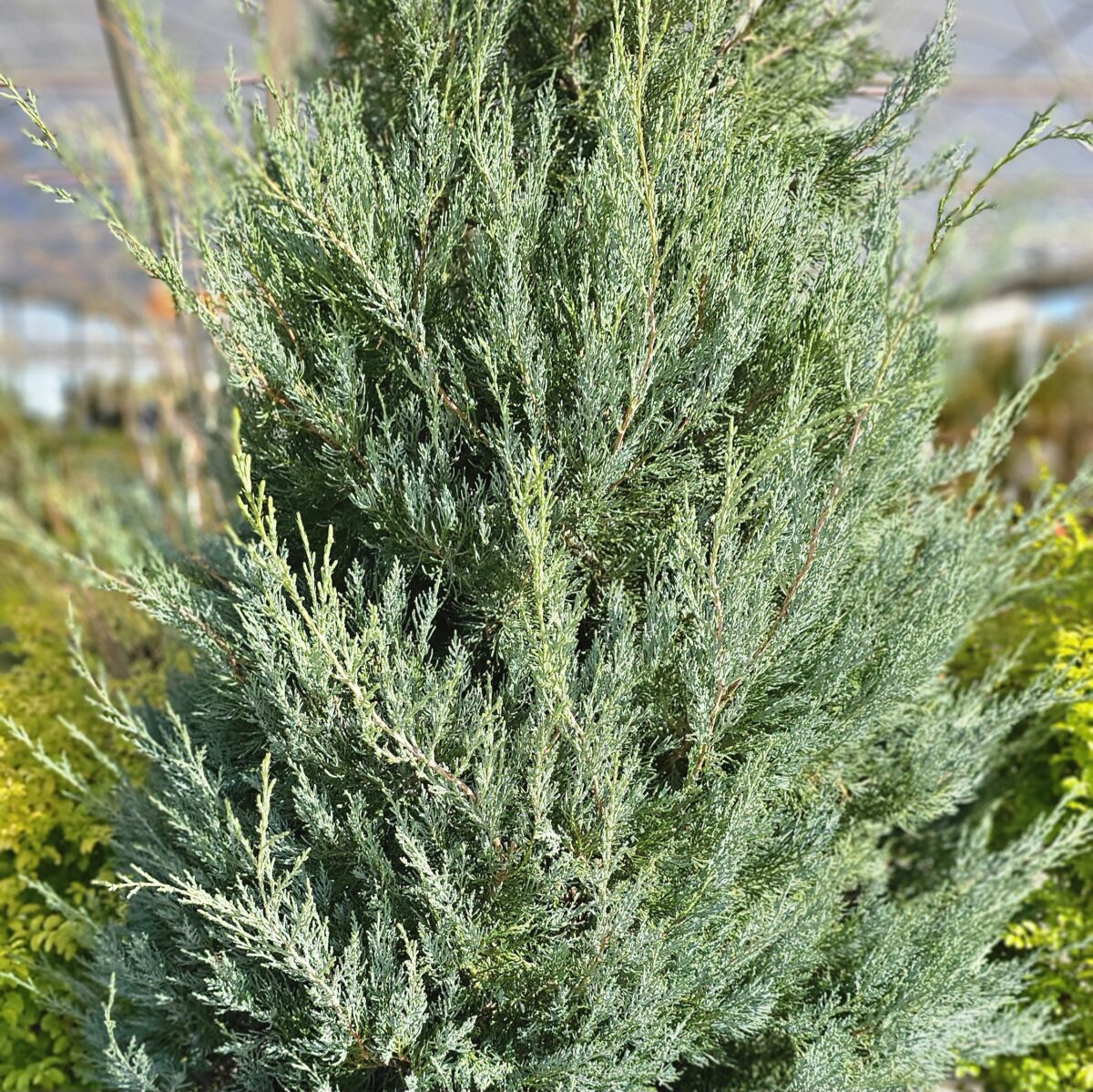 Serenity’s Plant of The Week – Burkii Eastern Red Cedar – Covingtons