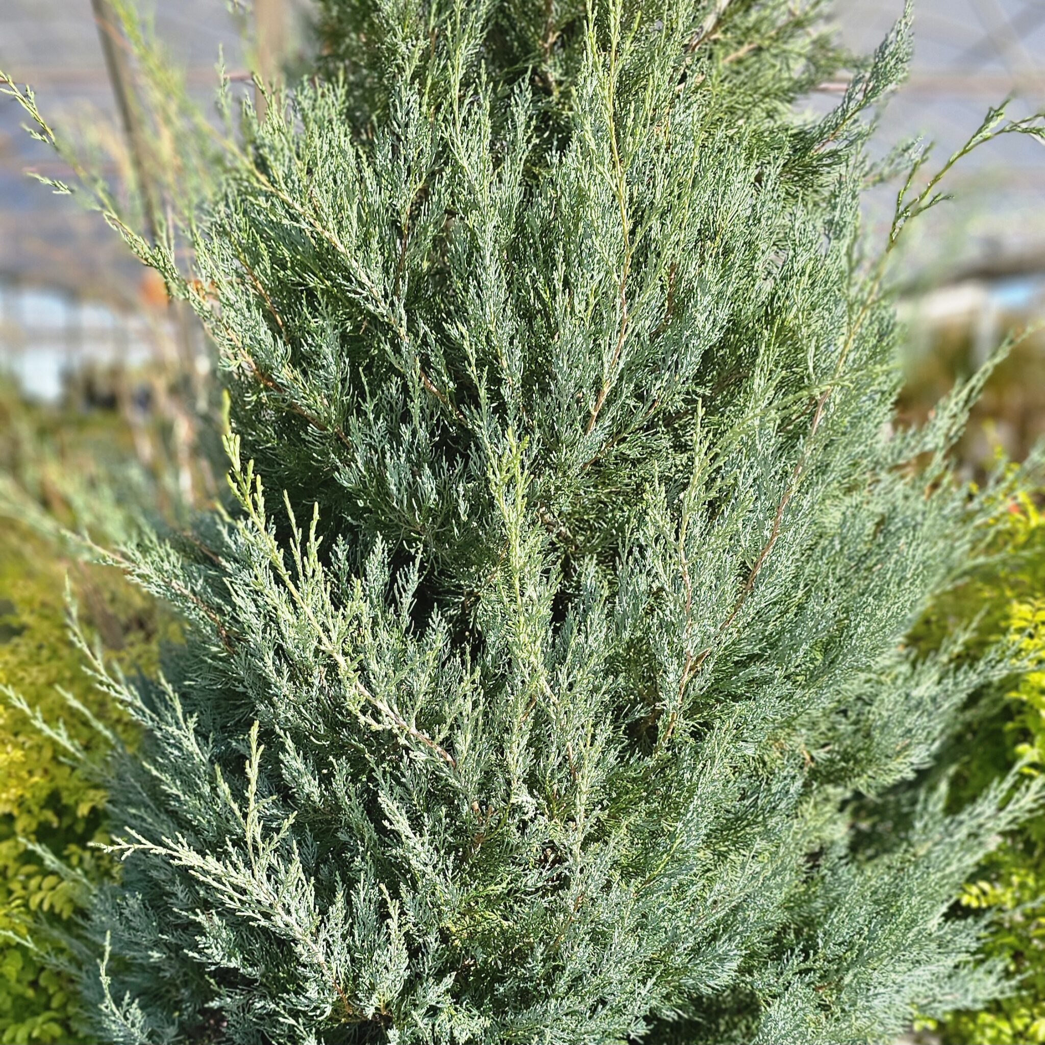 Serenity’s Plant of The Week – Burkii Eastern Red Cedar – Covingtons