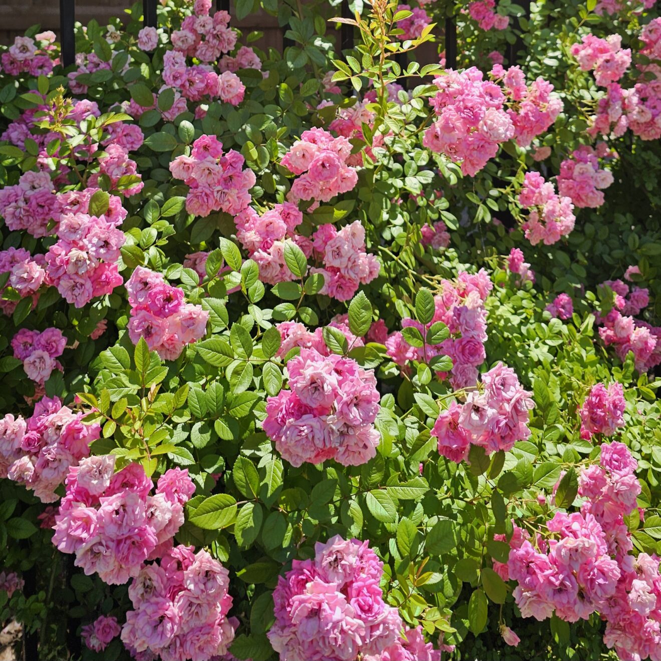 Plant of The Week – Peggy Martin Rose – Covingtons
