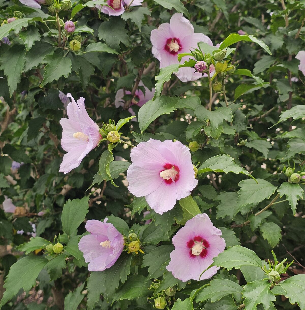 Plant of The Week – Altheas – Covingtons