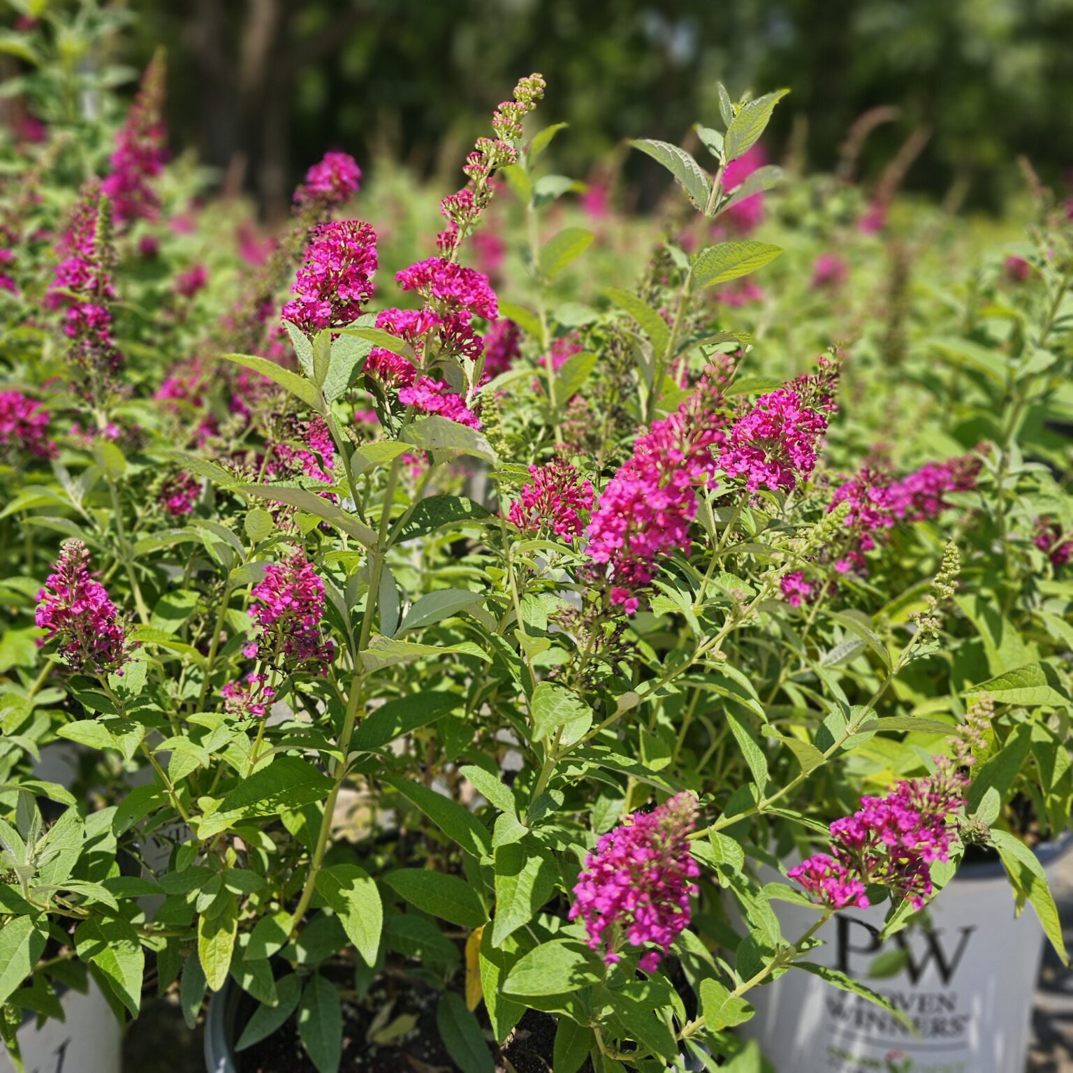 Rheagan’s Plant of the Week: Miss Molly Butterfly Bush – Covingtons