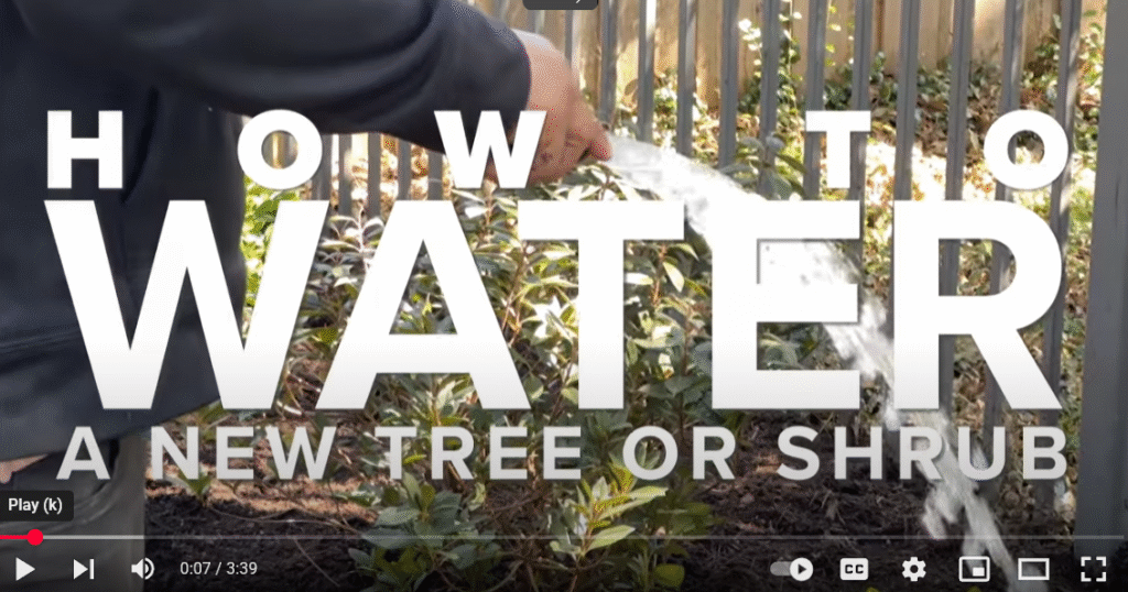 A Gardener’s Guide to Watering New Trees and Shrubs – Covingtons
