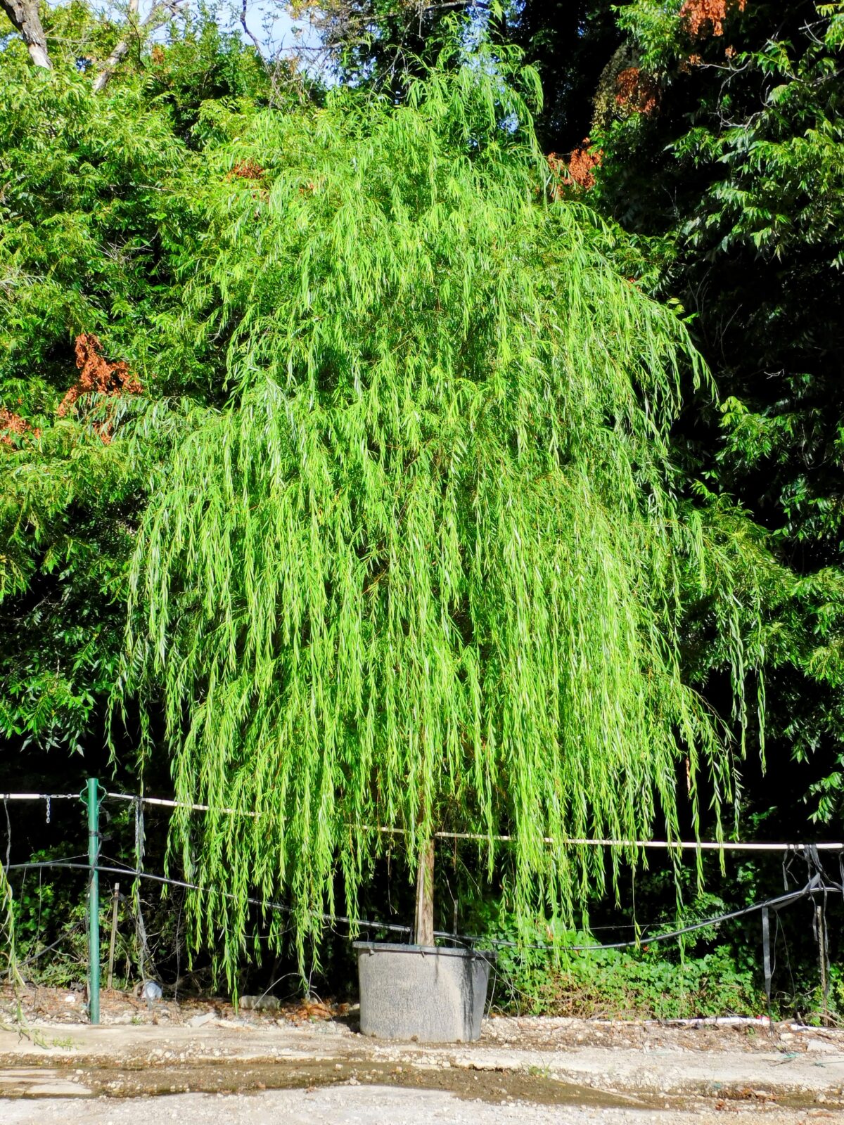 TREE PLANTING – Covingtons